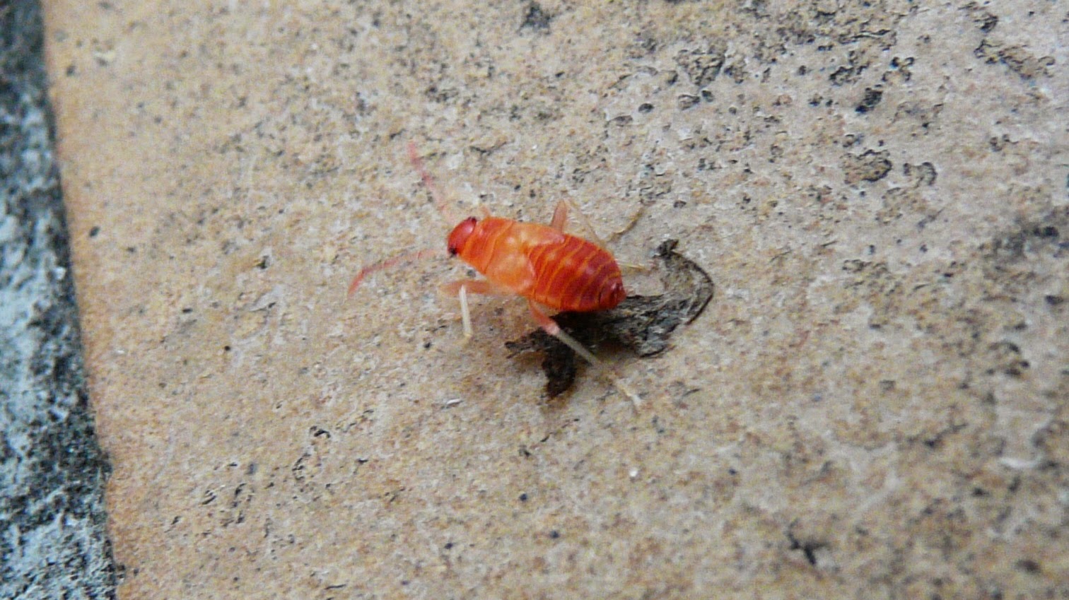 Nos Bêbêtes: puce rouge