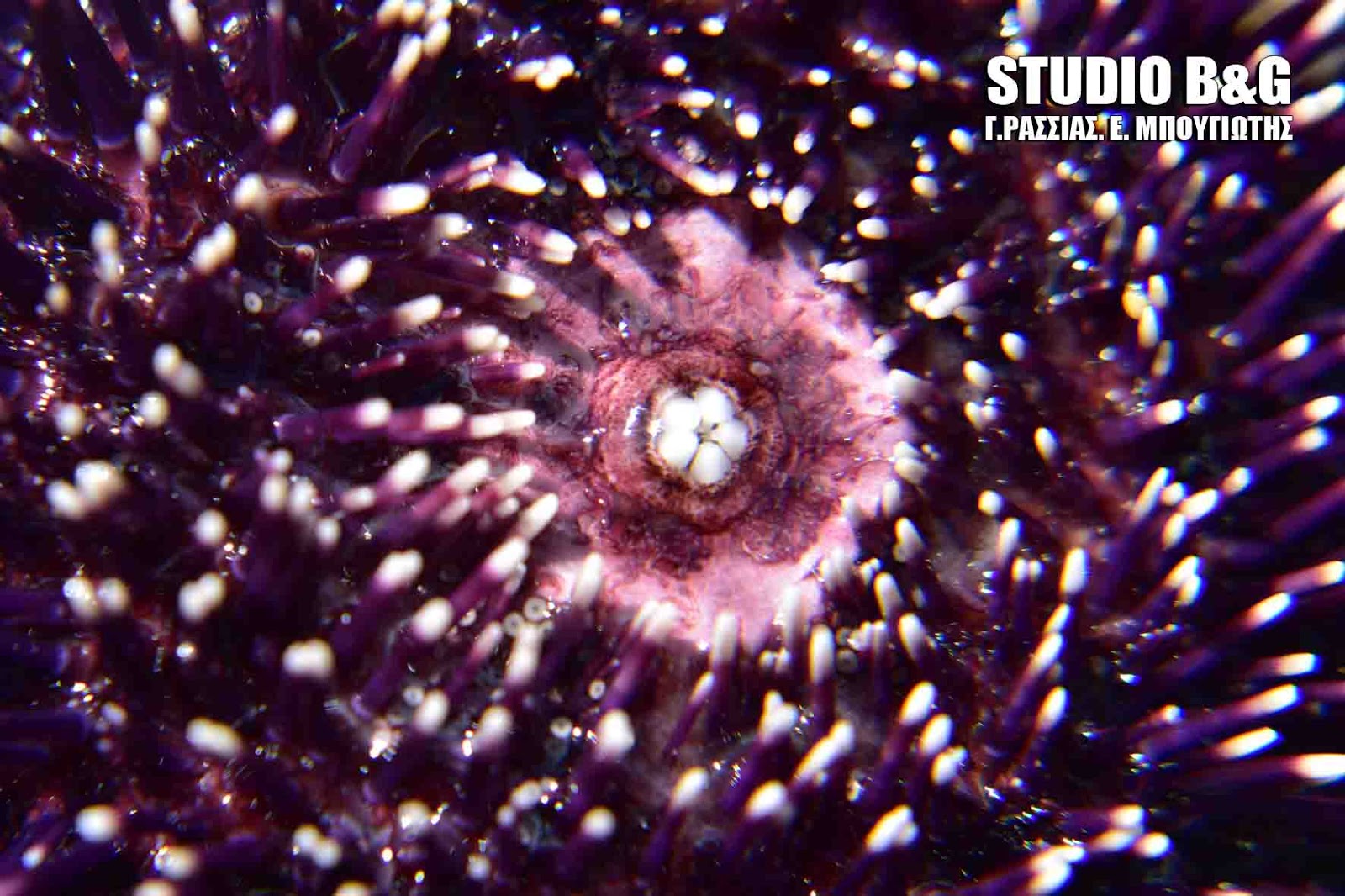 Φωτογραφία: ΝΑΥΠΛΙΟ: ΚΟΚΚΙΝΟΣ ΑΧΙΝΟΣ!