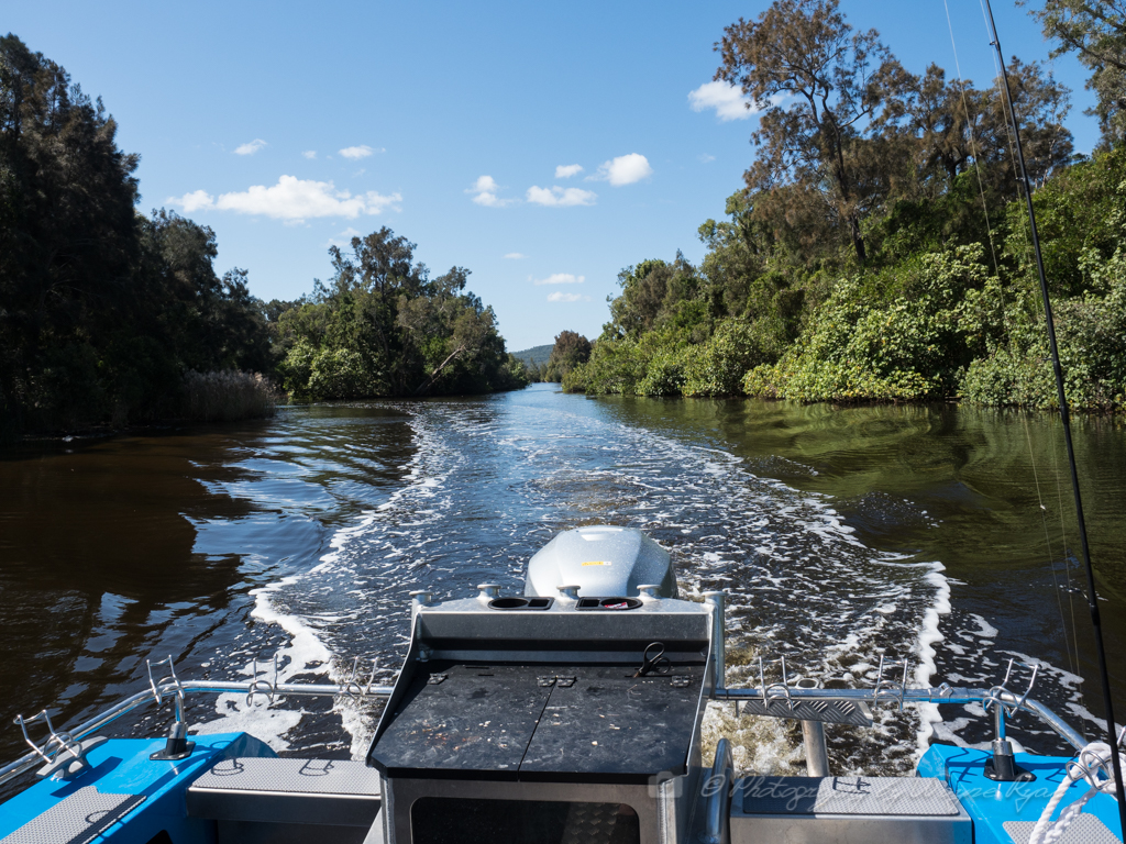 Wayne Ryan's blog: Lake Cootharaba and Upper Noosa River Everglades