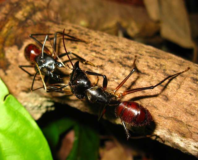 Photos and Info on Ants and Termites of Malaysia: Photos of Malaysian ...