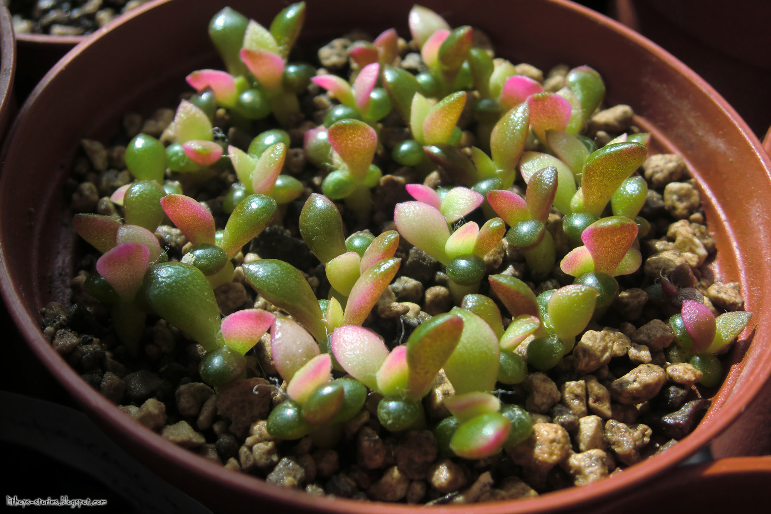 Lithops Stories: Anacampseros seedlings update (12 pics)