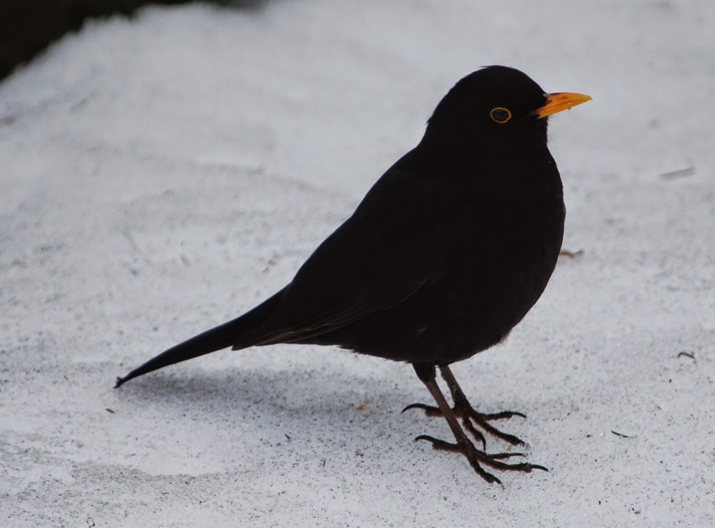 På fugletur - og om naturen: Svarttrost - trofast venn i hagen