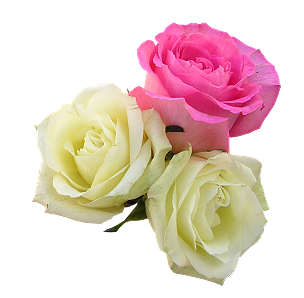 PNG Gül Resimleri | Tam35