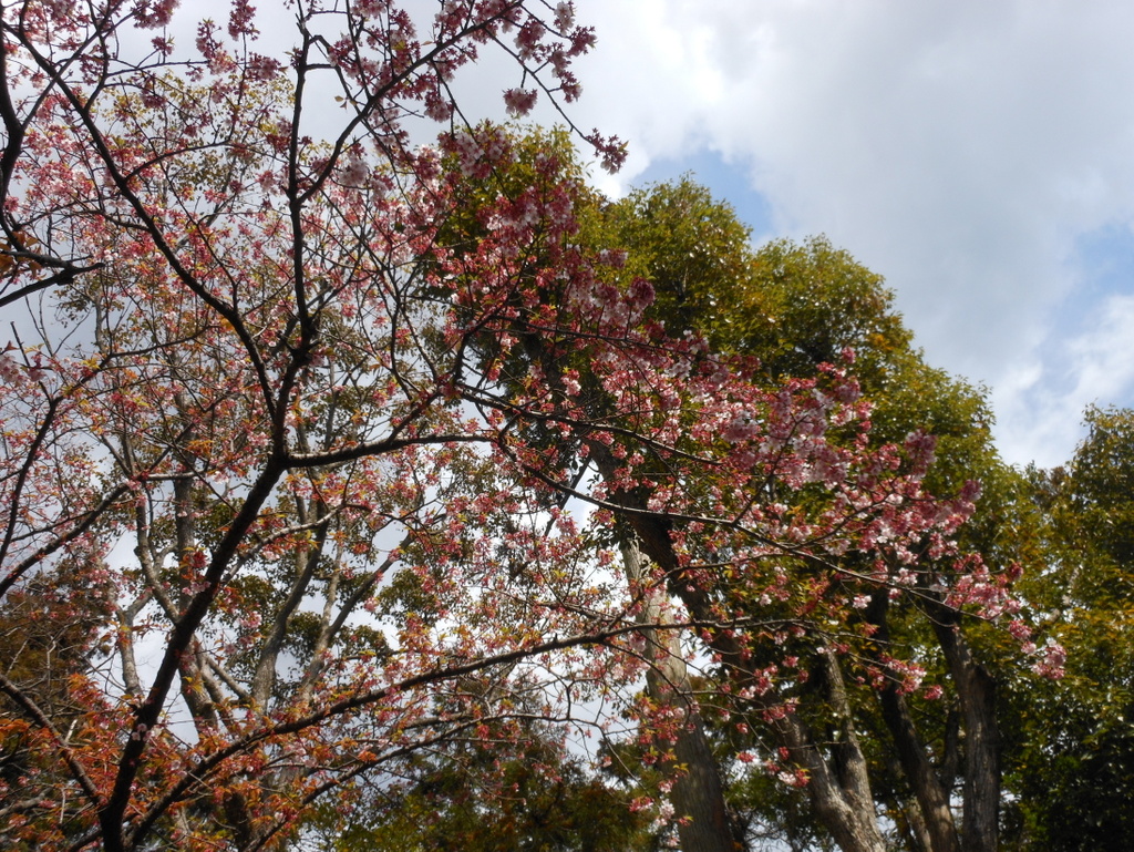 Aerides Designs - Handcrafted Gemstone Jewelry