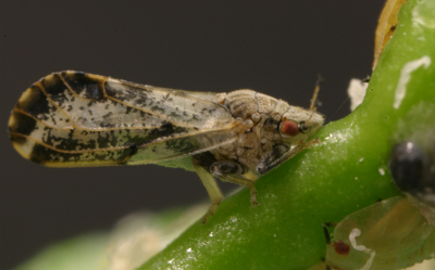 Peduli Ketahanan Hayati Jeruk: August 2016