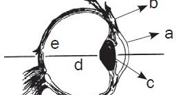 Alat Optik Mata Dan Kacamata Serta Prosedur Proses Melihat Pada Mata ...