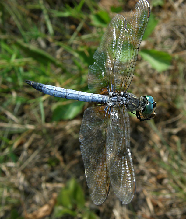 Anybody Seen My Focus?: Dragonfly: Blue Dasher (Pachydiplax longipennis)