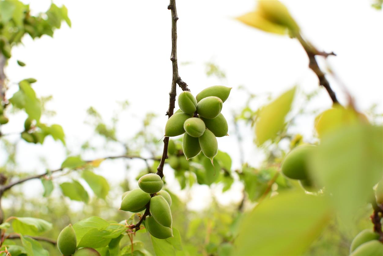 Early fruits