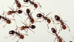 Kisah Semut Menang Perang Atas Gajah | Dunia cerita dan Game