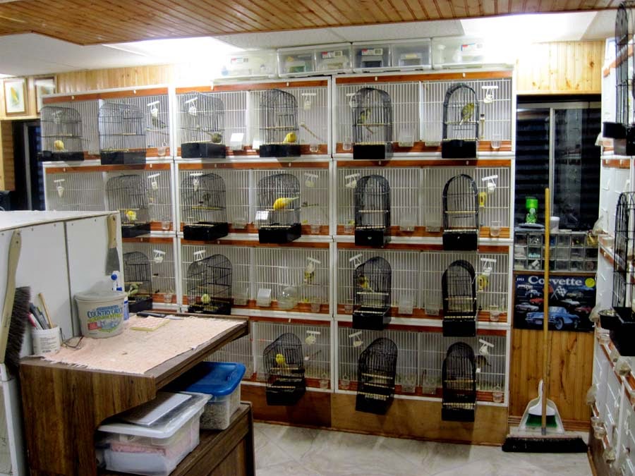 Greek Yorkshire Canaries: Bird room of Tony Ruiz