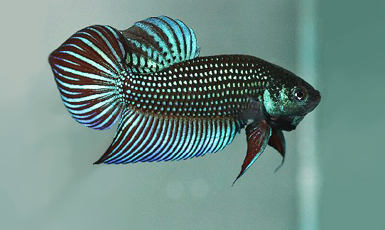 Aquarium fish Family Labyrinth(Belontiidae): Betta, Gourami(Trichopsis ...