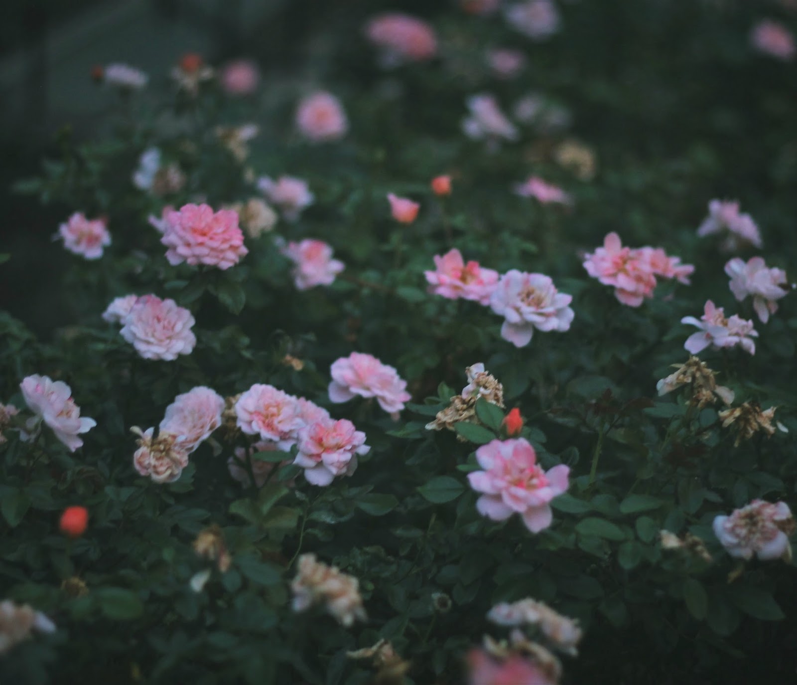 Dark Summer Florals | Passing Whimsies