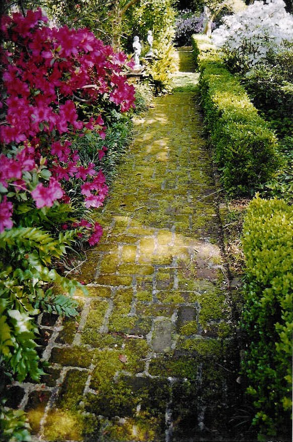 Charleston Photos: Moss Covered Path