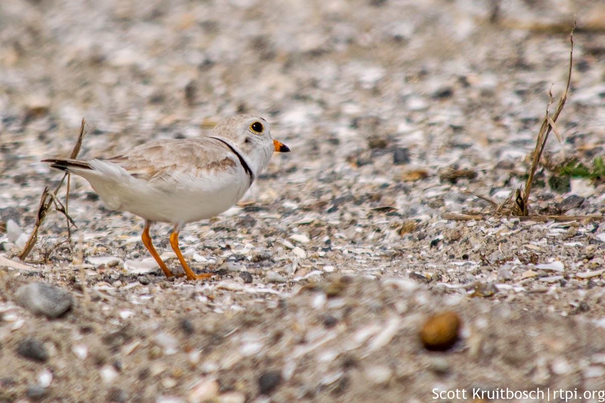 Audubon Alliance for Coastal Waterbirds: Piping Plovers in the Sand