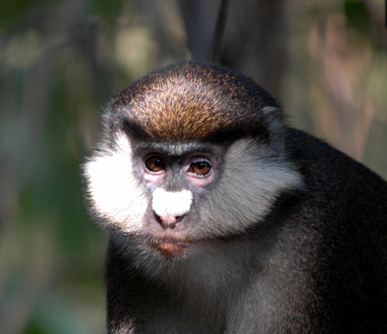 Nomad | The Red Tailed monkey.