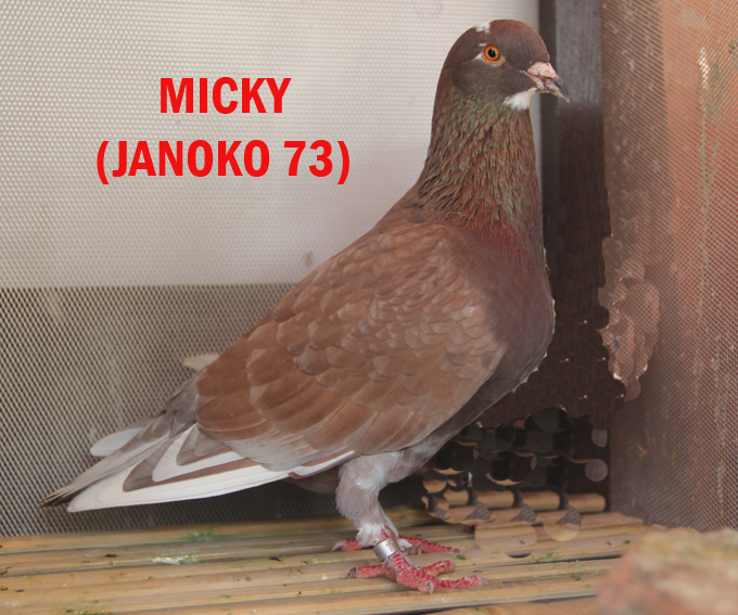 MENGUNGKAP TABIR SILSILAH JANOKO