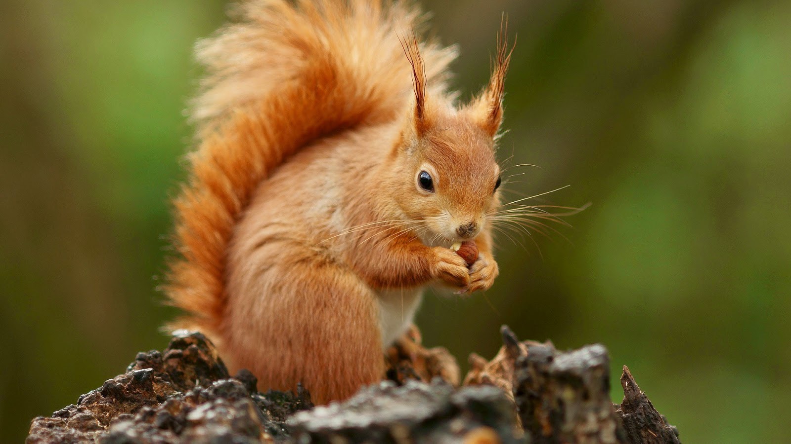Ο ΧΑΦΙΕΣ: Ο κόκκινος σκίουρος στην Ελλάδα