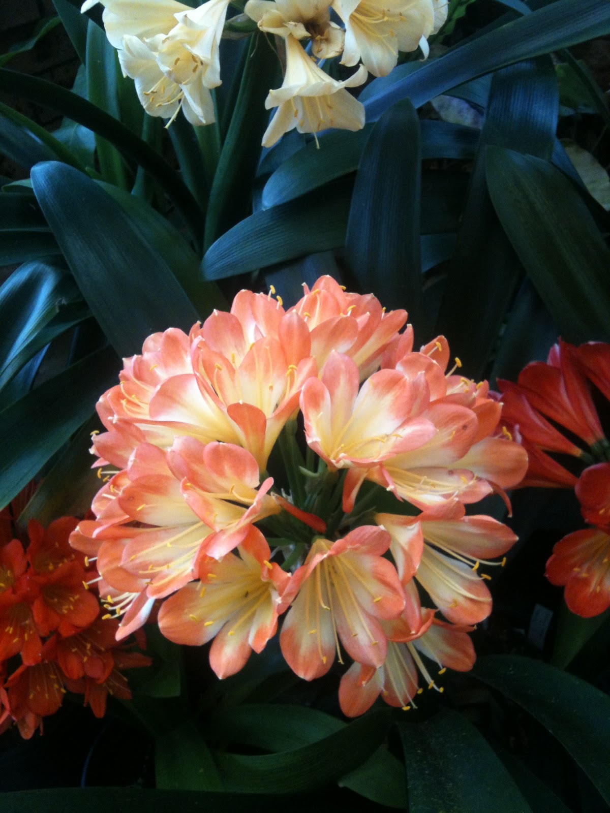 Clivias in Colour, Central Coast, NSW, Australia: Lovely clivia ...