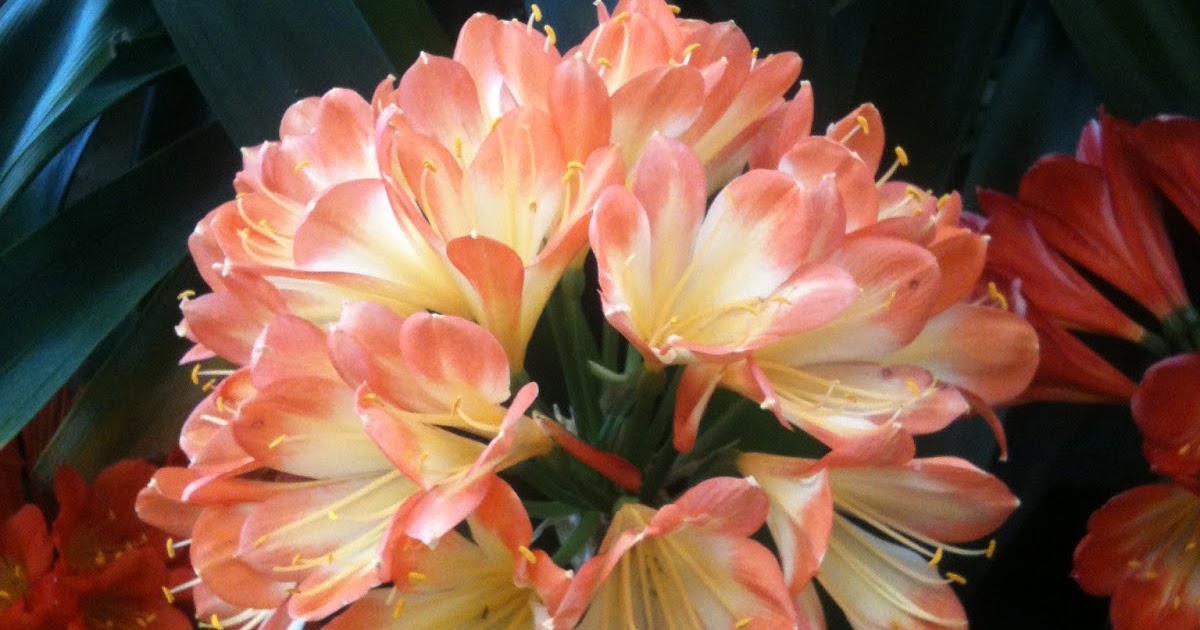 Clivias in Colour, Central Coast, NSW, Australia: Lovely clivia ...