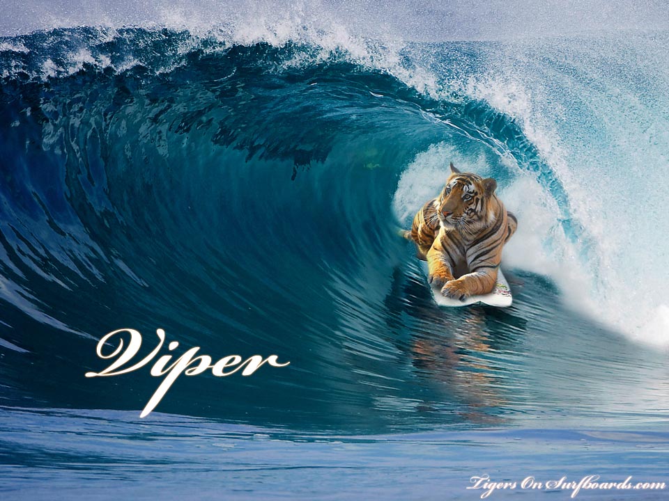 Tigers on Surfboards