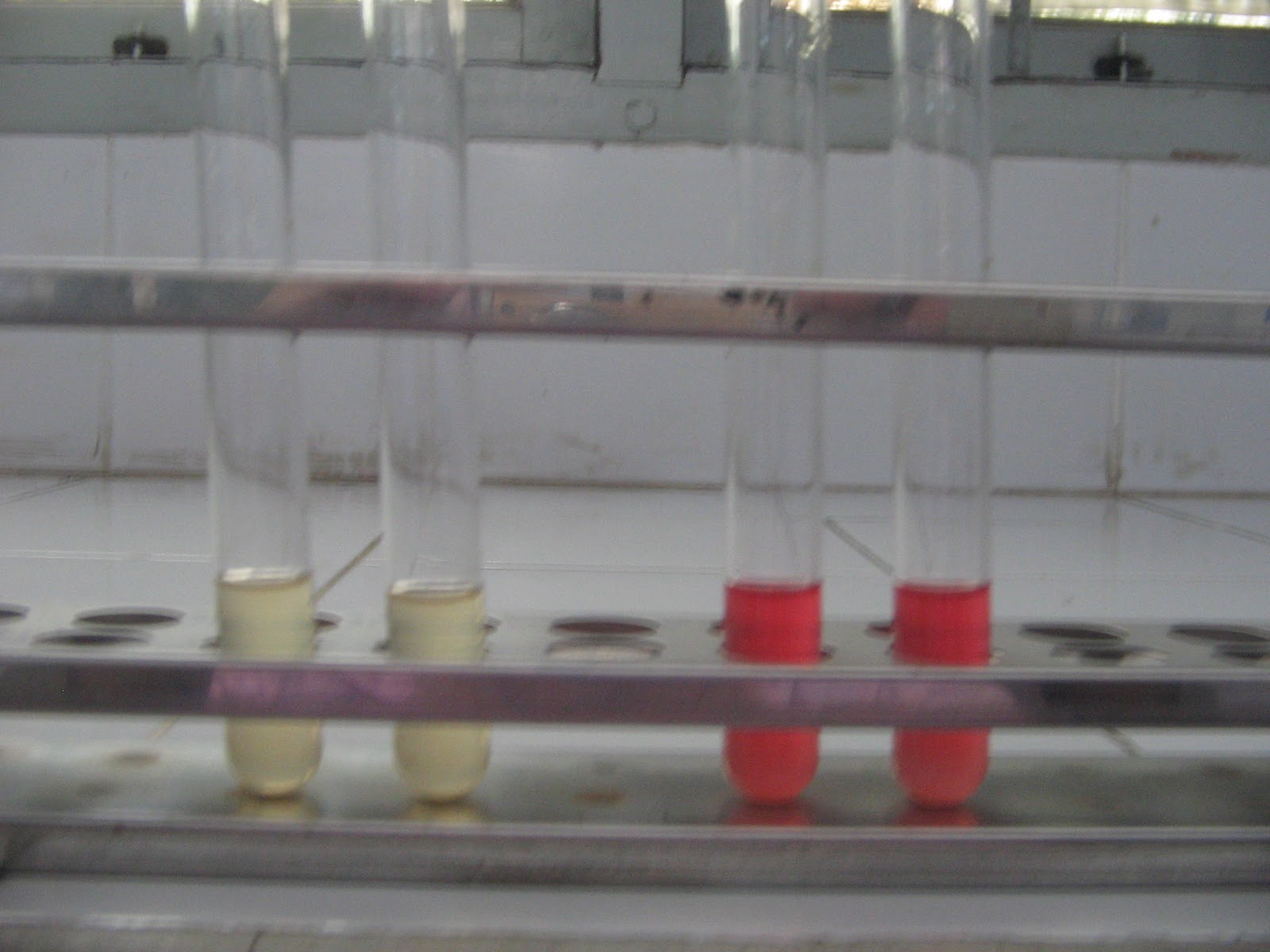 My World Fisheries: Tahap-Tahap Uji Salmonella (SNI-01-2332.2-2006)