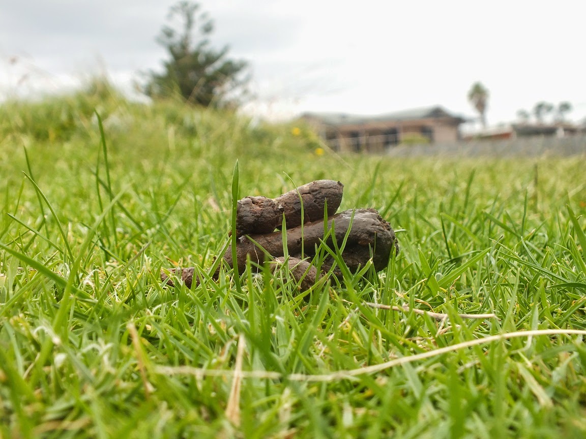 86, Coco and the Wolfess: Kiama - The Big Poo