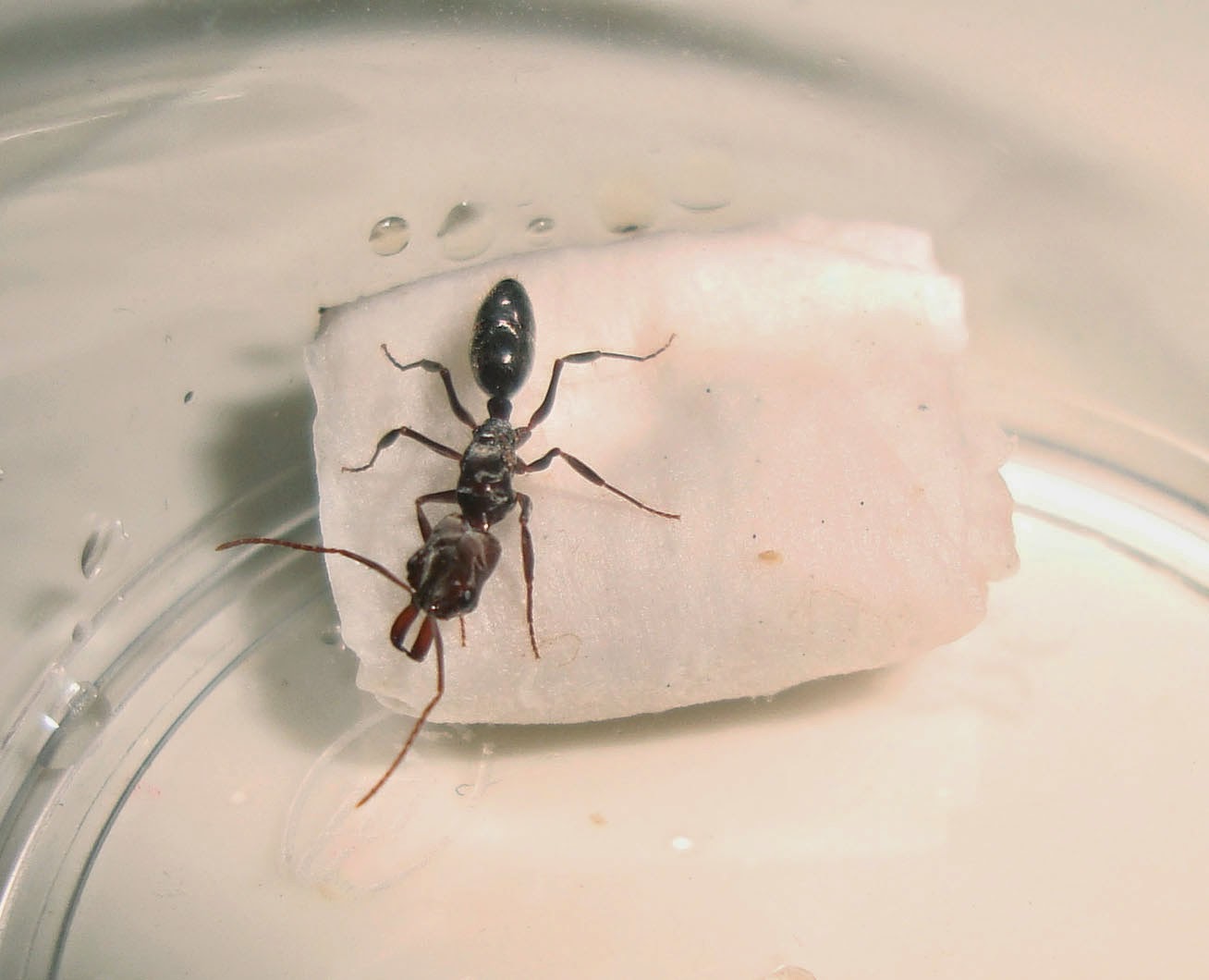 O Formigueiro - Anthill: Odontomachus linda - Beautiful odontomachus