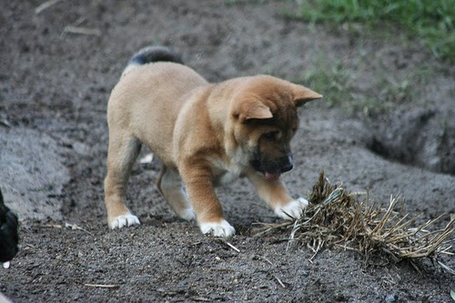 New Guinea singing dog o Perro cantor de Nueva Guinea