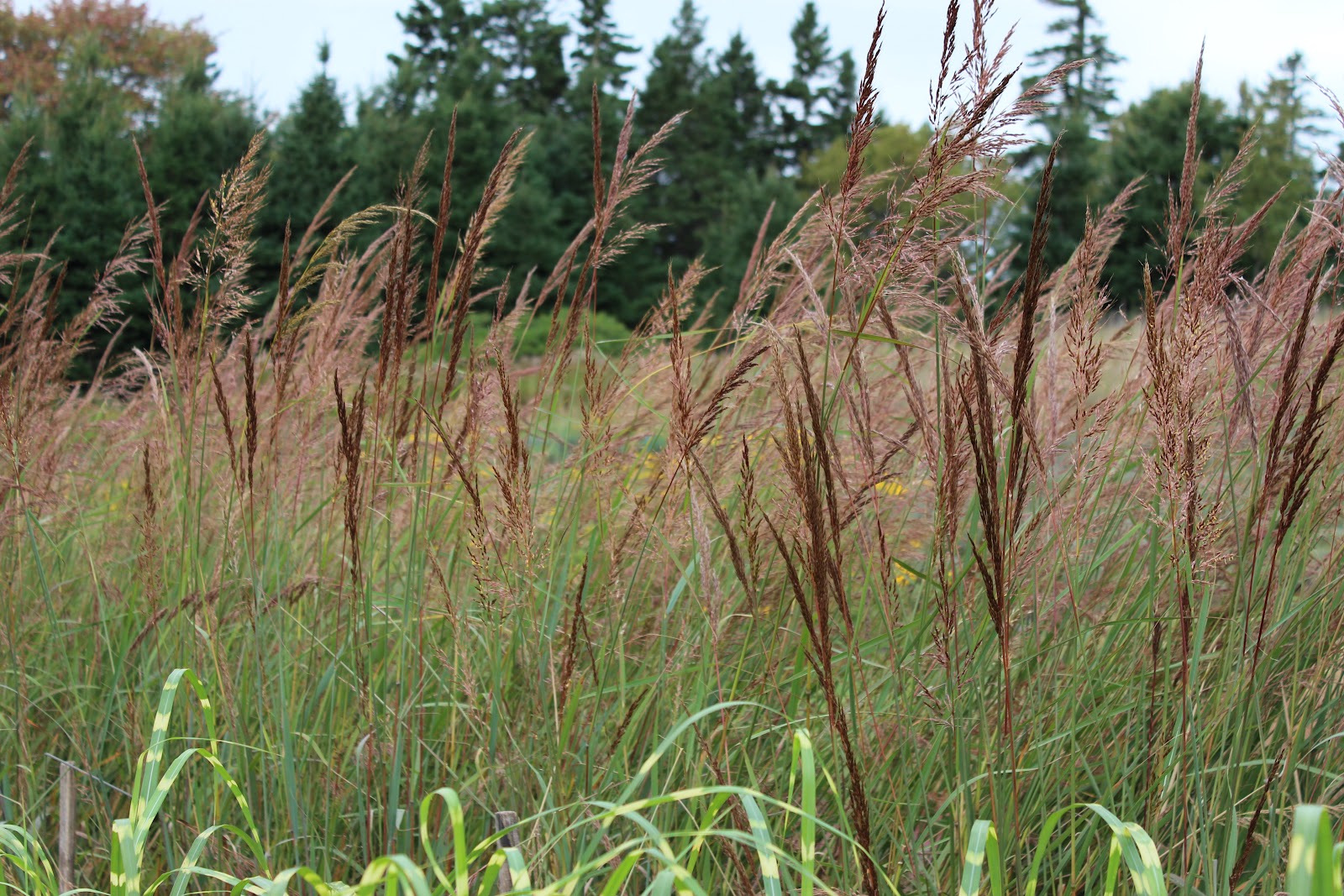 Lovegrass Farm: Grasses in September at Lovegrass Farm