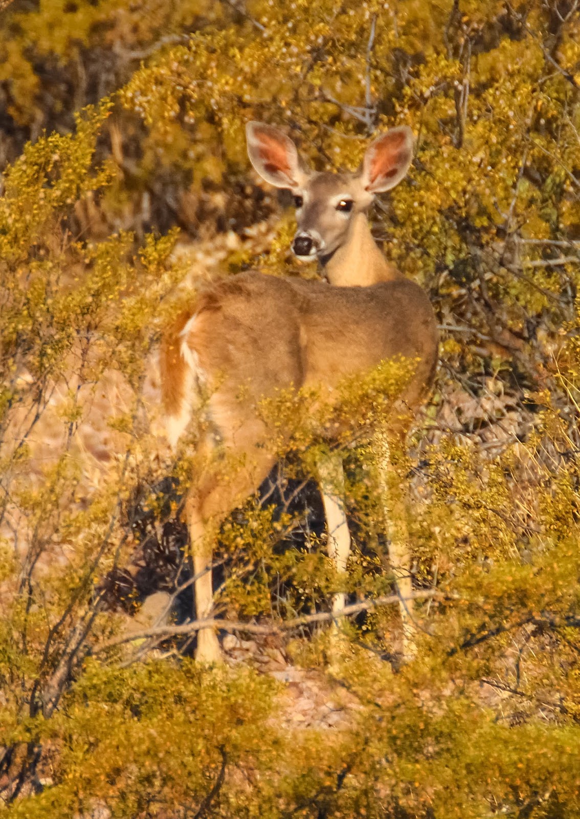 Cannundrums: Coues Deer