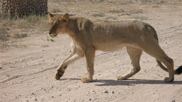 MSA IN SOUTH AFRICA WITH SONJA: ENCOUNTERS WITH LIONS