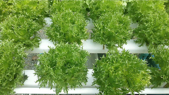 ZEN HYDROPONICS: สลัด สไปกี้ ไอซ์เบริกส์ (Spiky Iceberg Lettuce) "ฟิเลย ...