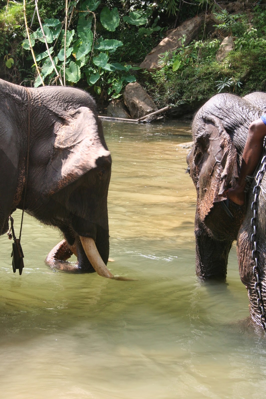 1000 Amazing Places: #683 Working Elephant/Elephant Worker's Camp ...