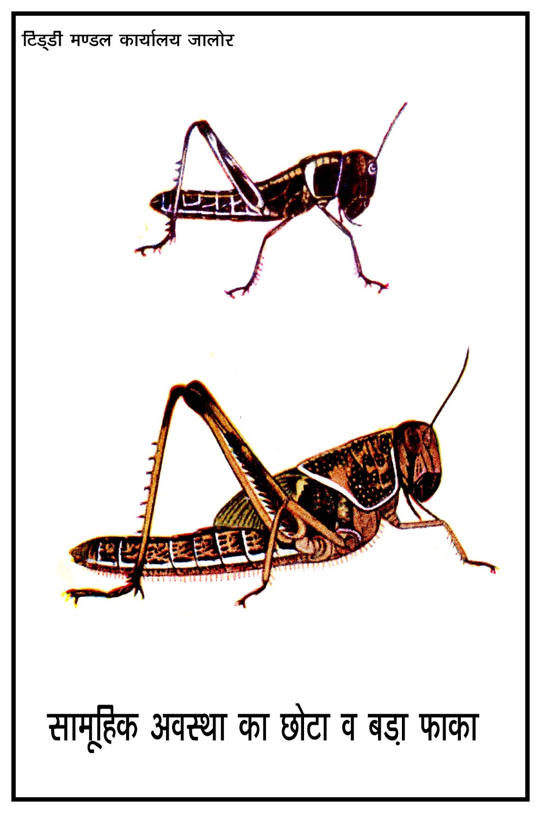Locust