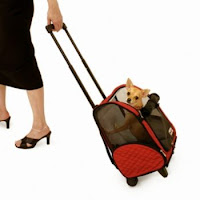 How to choose the best dog carrier for your dog | Doggy Lover Info