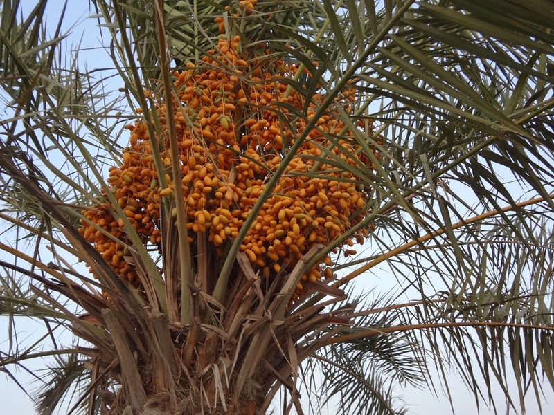 Dates Tree wallpaper | Nice Pics Gallery