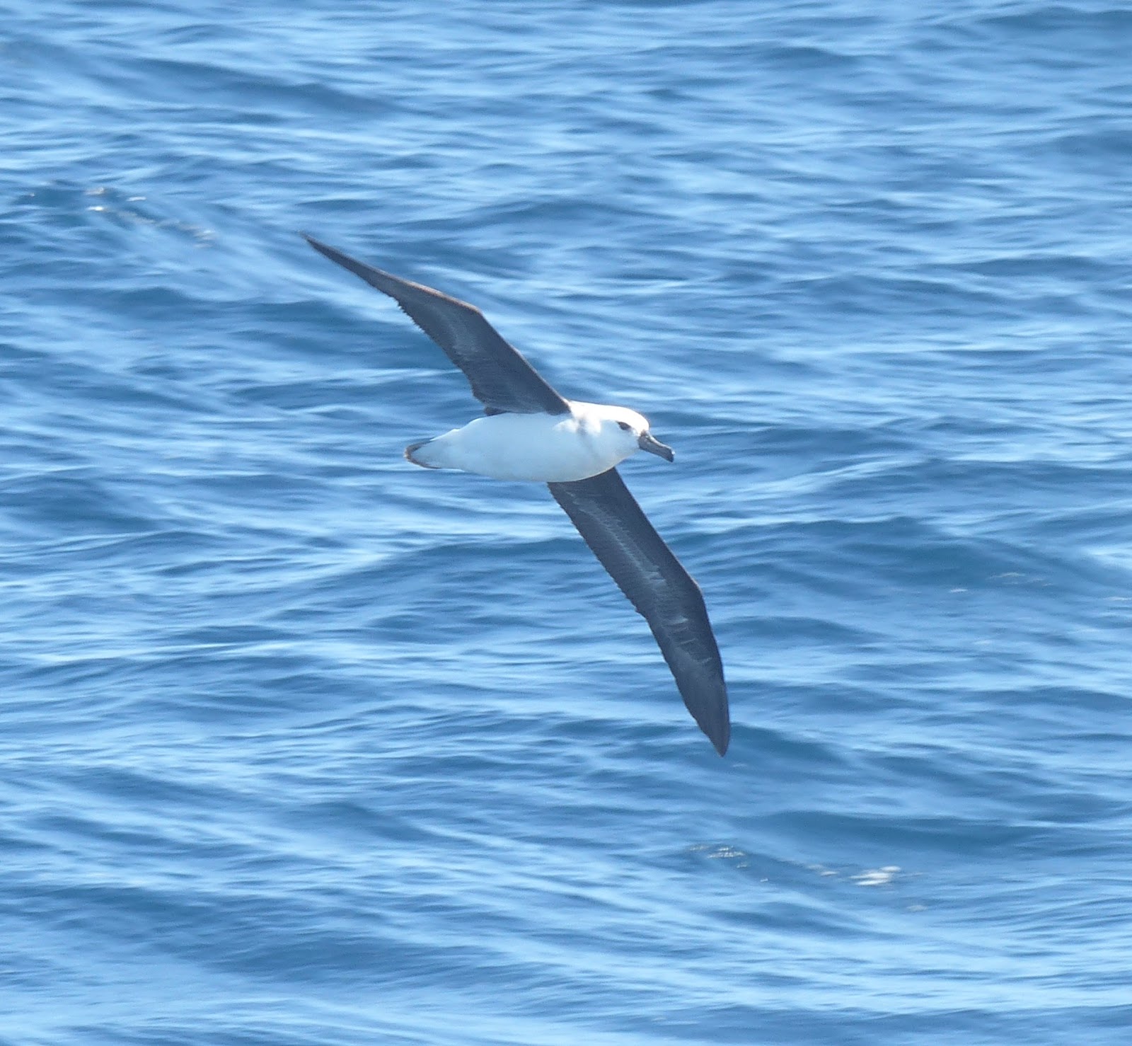 In search of the platypus and other paradoxes: Wanderer at 6 o'clock!