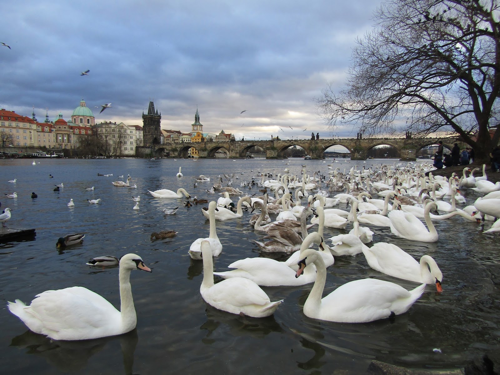 Kopretiny za plotem: 3. Starou Prahou
