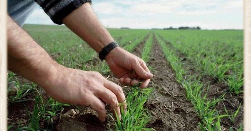 MI RINCON ESPIRITUAL: La siembra y la cosecha