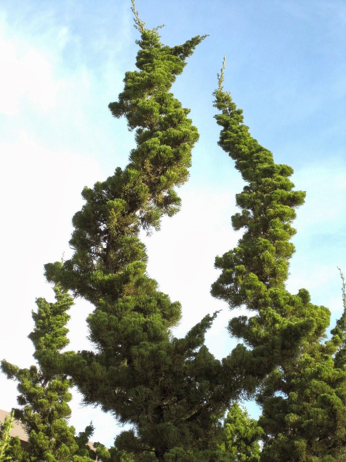 Trees of Santa Cruz County: Juniperus chinensis torulosa - Holly Juniper
