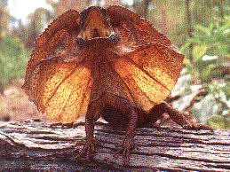 The Animal Blog: frill-necked lizard,
