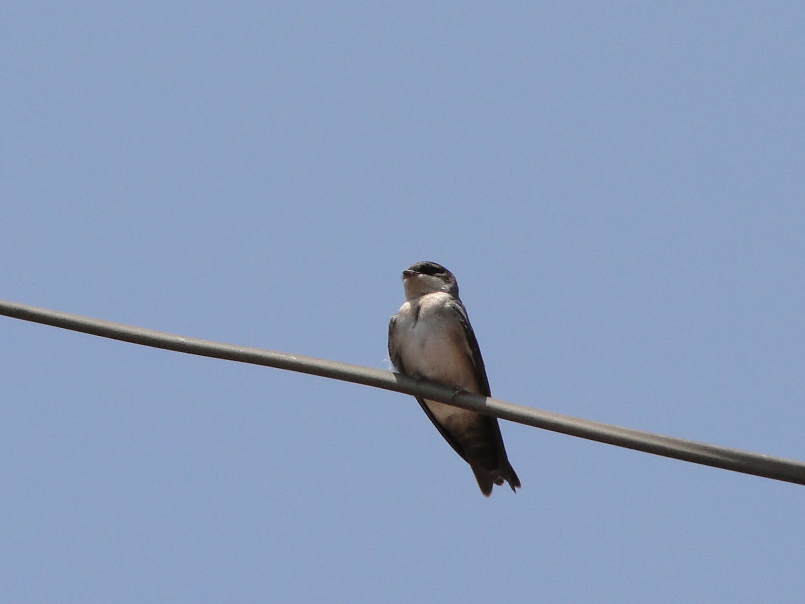 Aves del SM: SANTA ROSITA