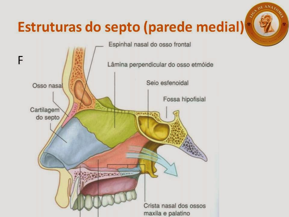 O Que é Cavidade Nasal - BRAINCP