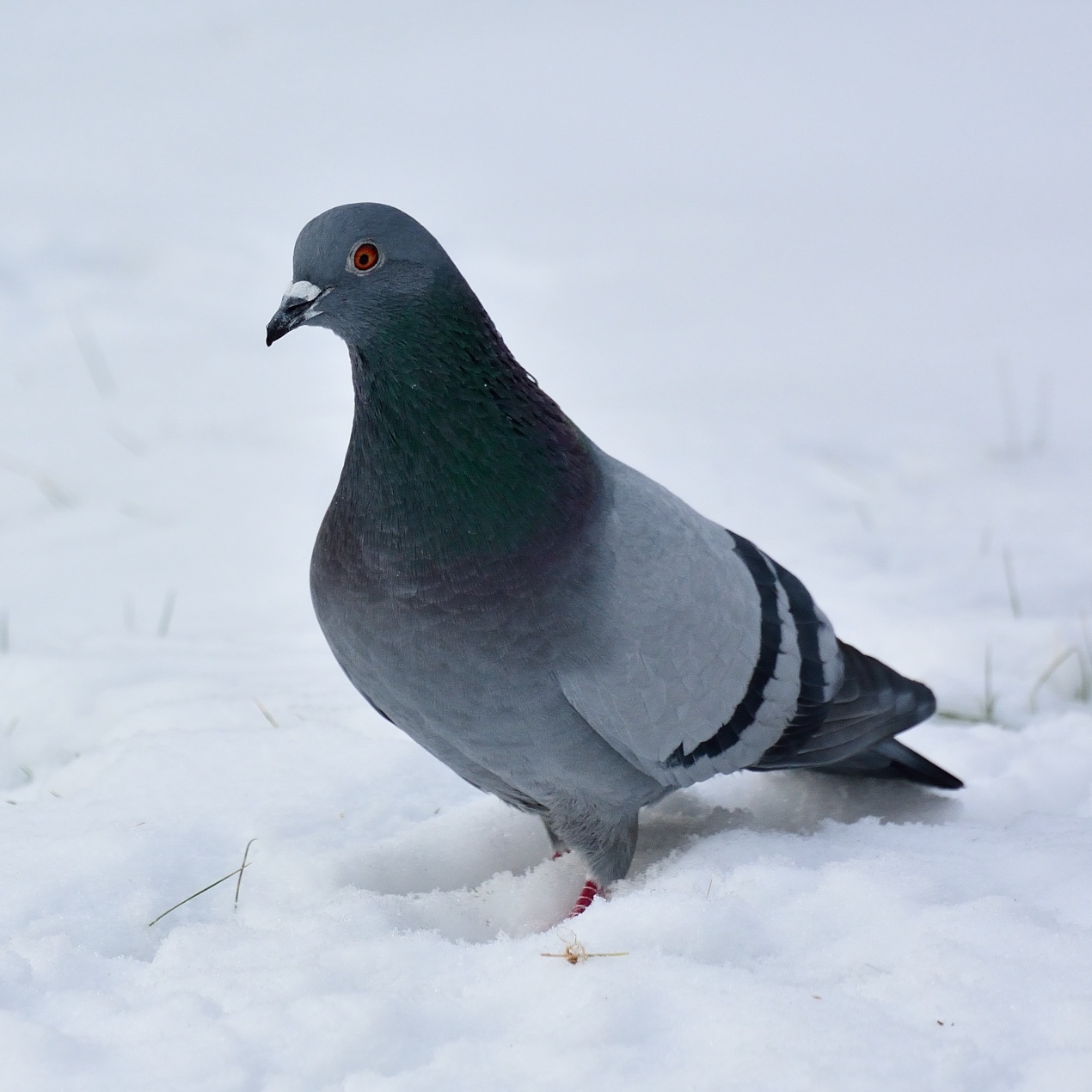 Knuts fugleblogg: Bydue