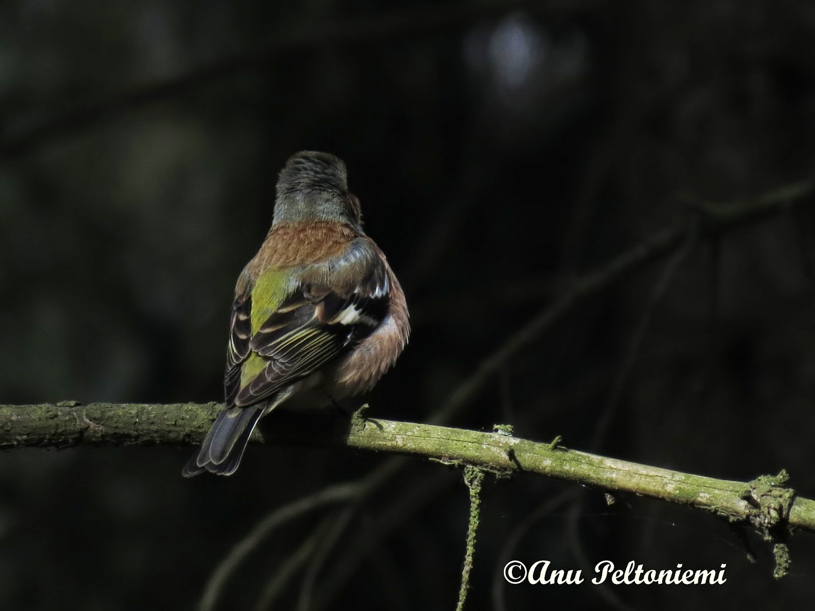 Lintuilua - Birding: Peippo