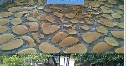 BLOG.pasaRpetani.com: Pasca Panen Temulawak