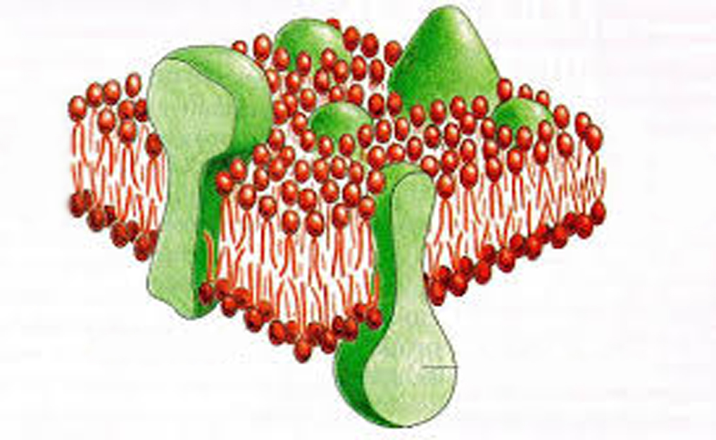 Manfaat dan Fungsi lemak (Lipid) pada Tumbuhan serta Penjelasannya ...