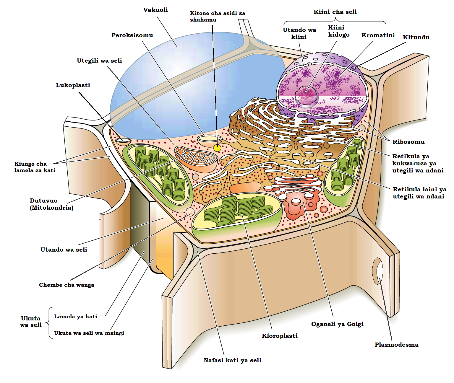 Swahili Land: Muundo wa Seli ya Mmea (The Structure of a Plant Cell)