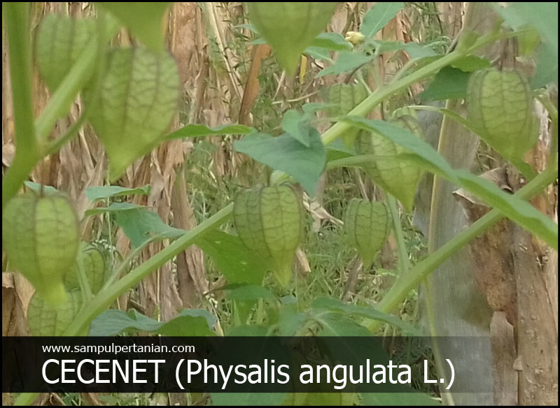 Cecenet Atau Ciplukan (Physalis Angulata L.)