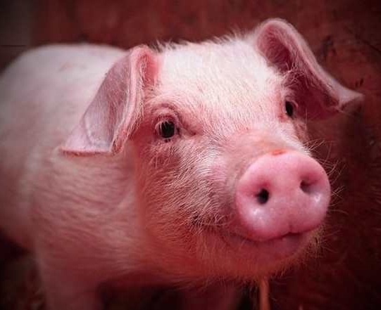 My Crazy Fat Piggy Site